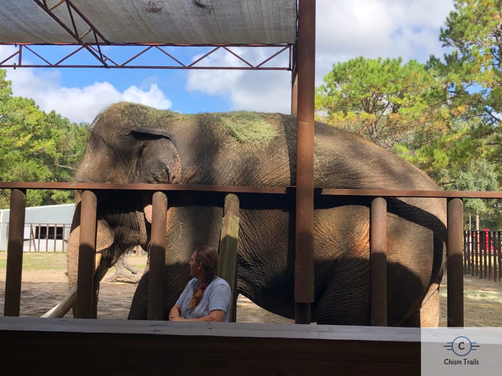 Two Tails Ranch - Elephant Excursion - Chism Trails